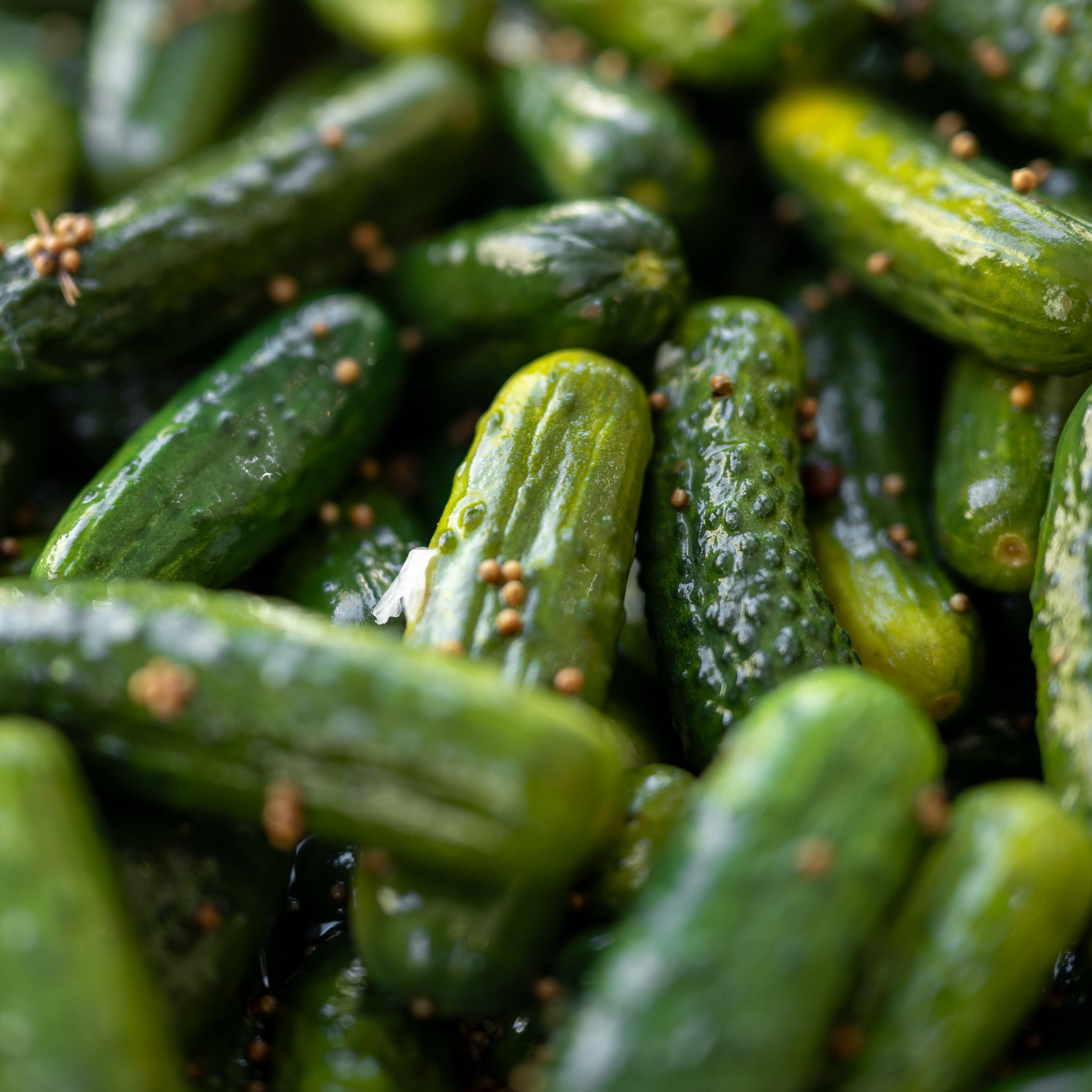 Half Sour Pickles – The Pickle Guys