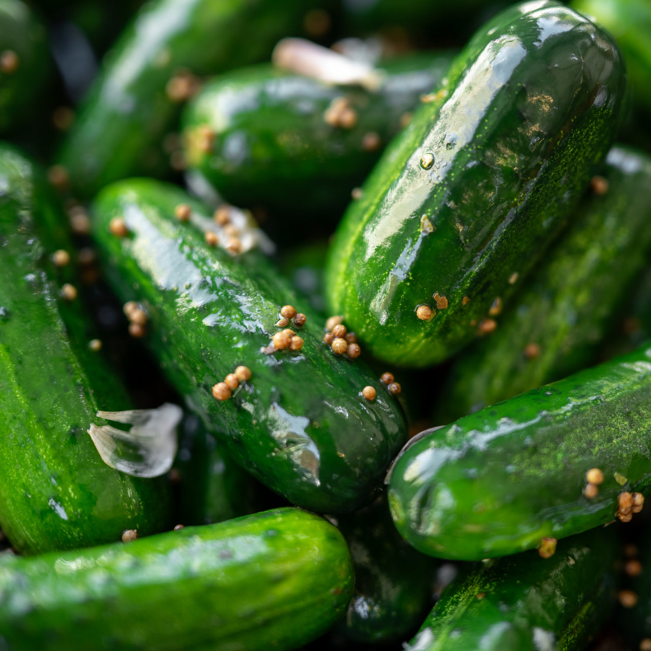 New Pickles – The Pickle Guys