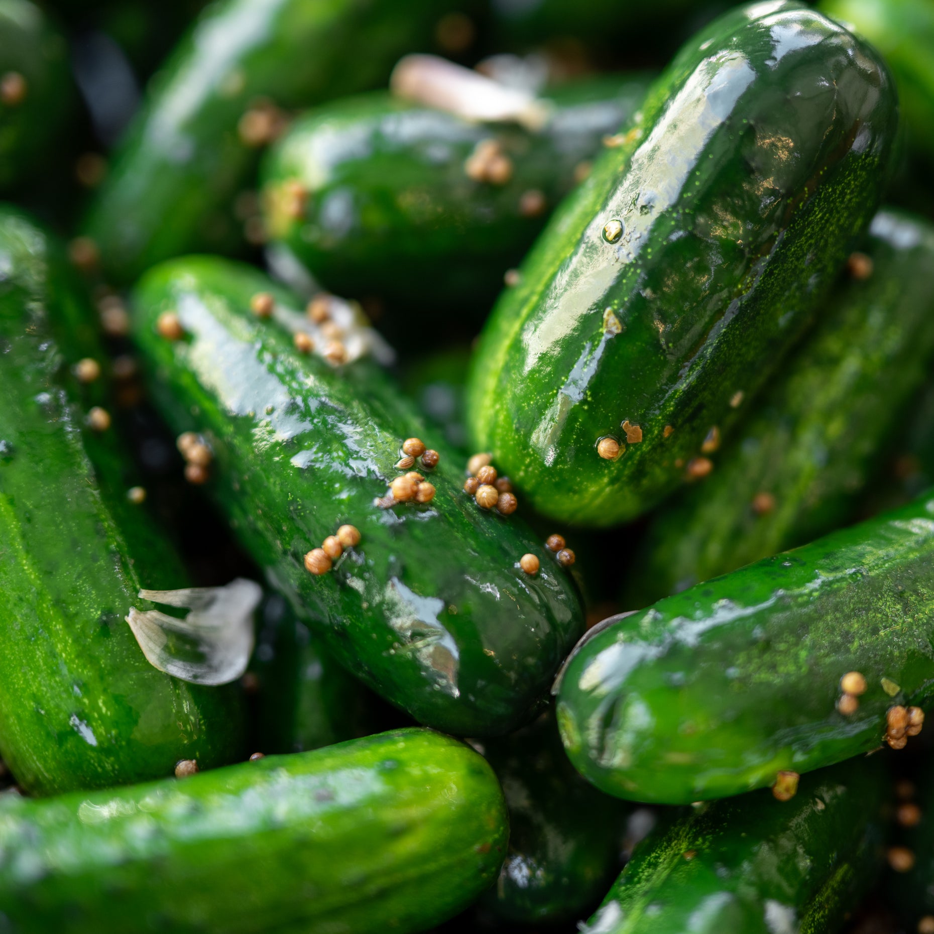 New Pickles – The Pickle Guys