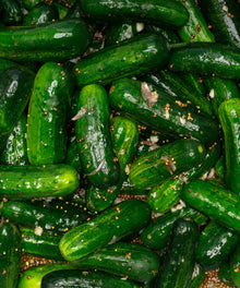 New Pickles – The Pickle Guys